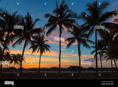 Palm Trees On Miami Beach At Sunrise In Ocean Drive South Beach