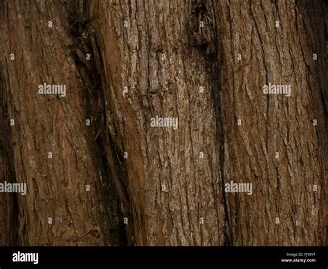 Red Wood Tree Bark Stock Photo Alamy