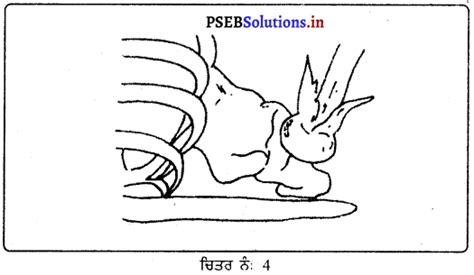 Pseb Th Class Physical Education Solutions Chapter