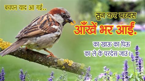 बढ़ई और भूखी चिड़ियाकी कहानी बाल गीत Bhukhi Chidiya Ki Kahani Youtube