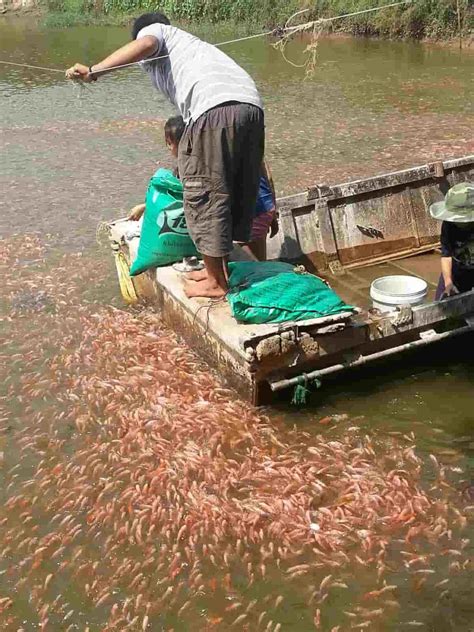 Key Rules To Improve Feed Conversion Ratio FCR In Fish For Better Profits In Fish Cultivation