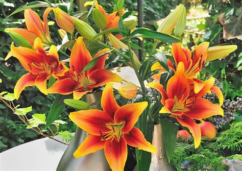 Sự Tích Hoa Lily Một Lòng Trao Trọn Trái Tim Trong Tình Yêu Trồng Hoa