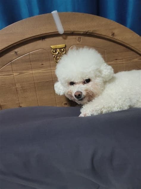 레이저 프린터 인쇄 품질불량 지식in