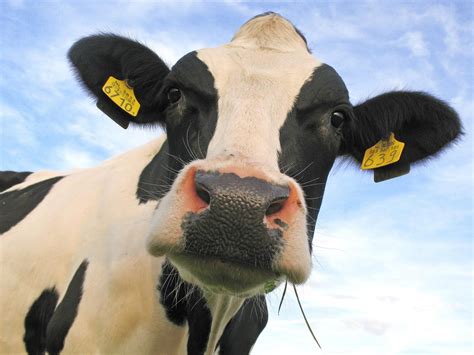 A Black And White Cow With Yellow Tags On It S Ears Looking At The Camera