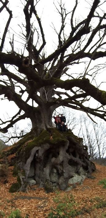900 Years Old Linden Tree