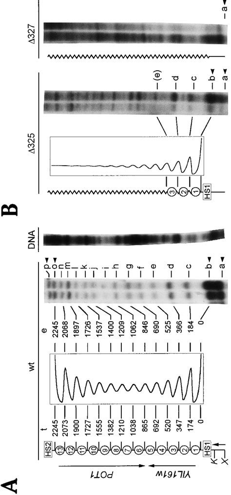 Nucleosome Positioning In The Yil161w Pot1 Region Experimentally