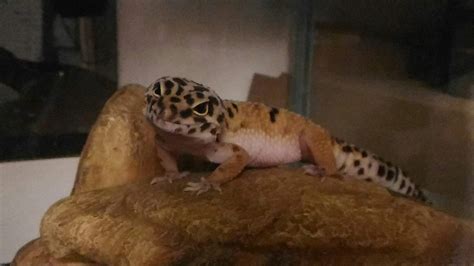 Heat Mat For Leopard Geckos at Sean Swick blog