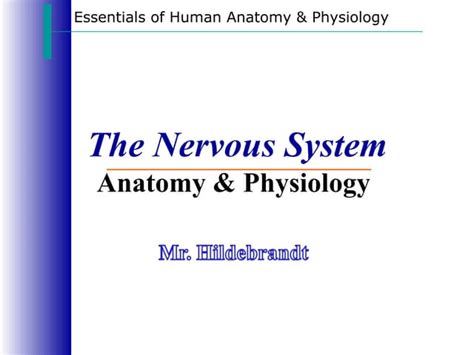 Peripheral Nervous System Pns Pptx