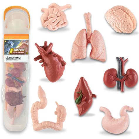 8 Pcs Human Organs Toy Body Parts Figurines 3d Mini Anatomy Model