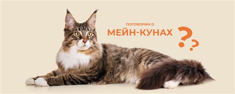 Поговорим о мейн-кунах? | Четыре Лапы. Все о домашних животных | Дзен