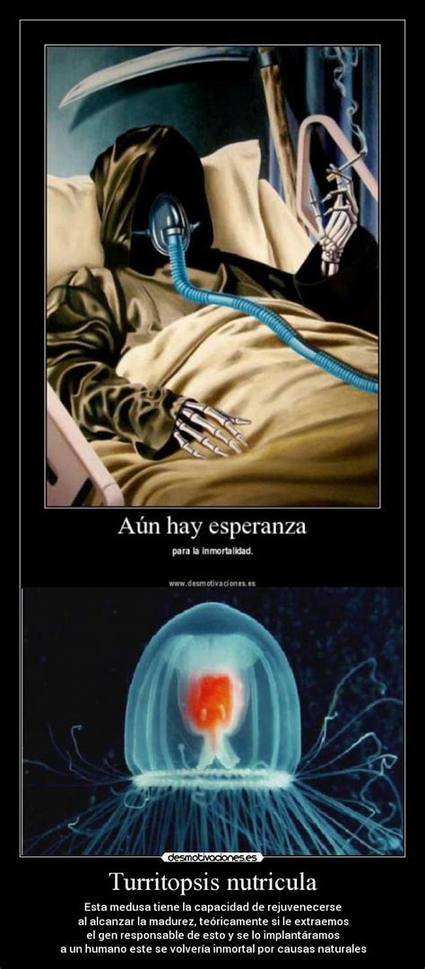 Turritopsis Nutricula Desmotivaciones