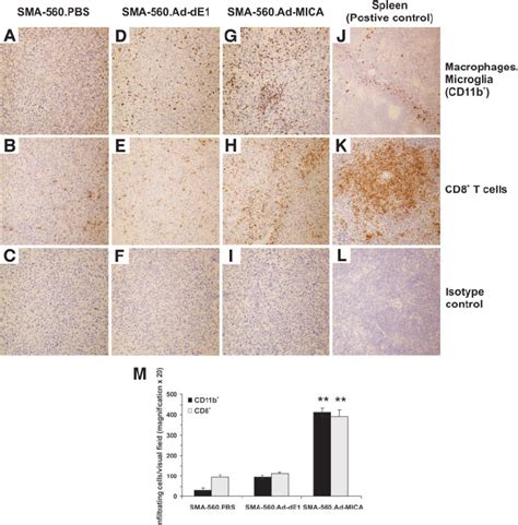 Ad Mica Gene Transfer Promotes Immune Cell Infiltration In The Sma 560