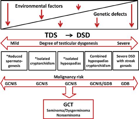 Schematic Representation Of The Pathogenesis Of Germ Cell Neoplasia