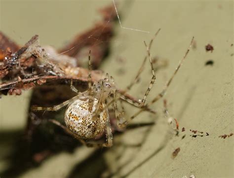 White Porch Spider The Australian Museum