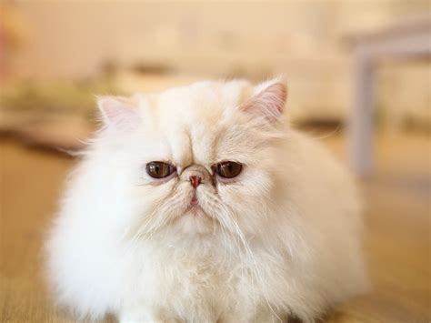 Come Meet A Cool Cat Or Kitten At Kitties For Keeps Adoption Event