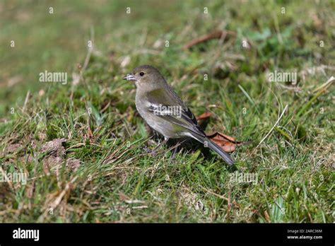 Very Small Passerine Bird Endemic Of Madeira Island Madeira Firecrest