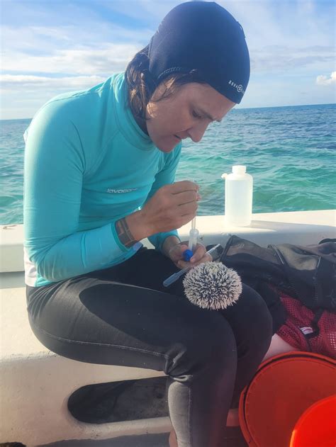 Could Farmed Urchins And Crabs Rescue Puerto Ricos Coral Reefs The