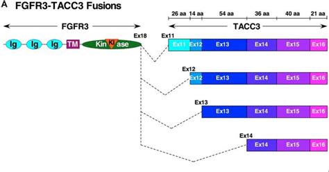 Oncogenic Driver FGFR TACC Requires Coiled Coil Heptads For Activation And Disulfide Bonds
