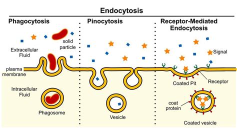 Pinocytosis Process