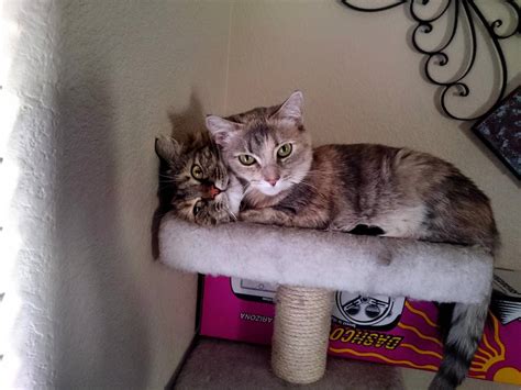 I Caught My Cats Cuddling Cute Cats Hq Pictures Of Cute Cats And