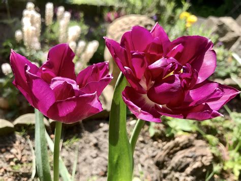 Tulip Bunga Lili Potong Foto Gratis Di Pixabay Pixabay