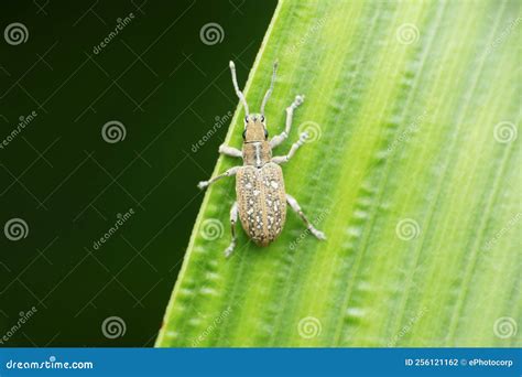 Dorsal View Of Common Rice Weevil Sitophilus Oryzae Satara