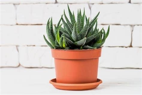 7 Beautiful Spiky Houseplants Urban Garden Gal
