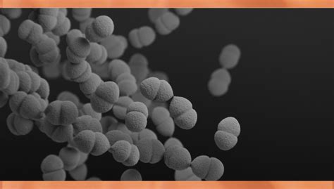 Cómo Se Contagia El Streptococcus Pyogenes Y Cómo Prevenirlo