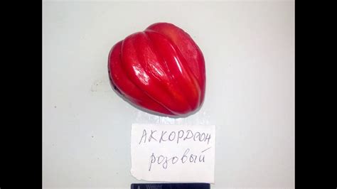Томат Аккордеон розовый - YouTube