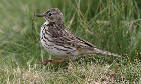 Meadow Pipit Fugle