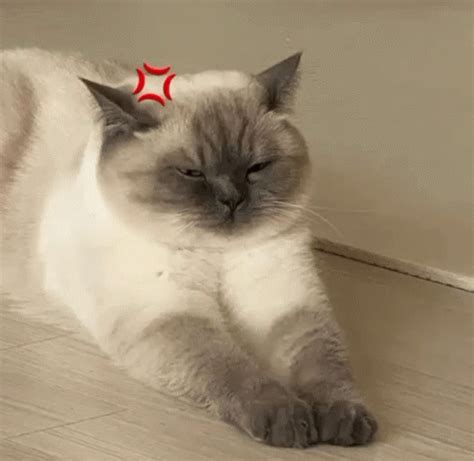 Angry Cat S