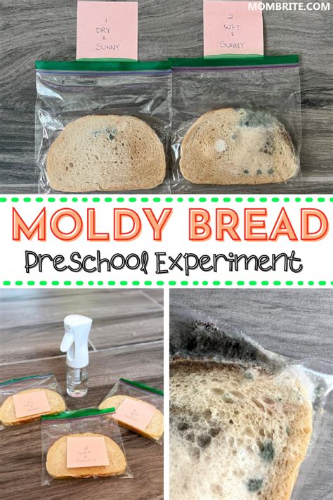 Sandwich Science A Bread Mold Experiment To Teach The Importance Of Hand Washing Artofit