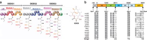 Redesign Of Polyketide Synthase Genes A Assembly Of Download