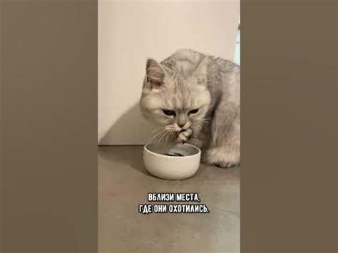 Где нужно ставить кошачью миску для воды #коты #кошка #кот - YouTube