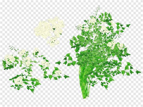 잎채소 고수풀 영양 기타 잎 야채 잎 Png Pngegg
