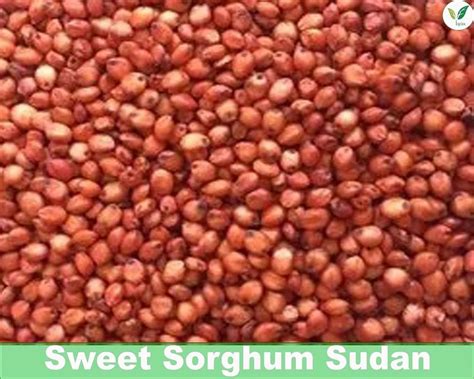 Dried Sorghum Sweet Sudan Grass Multicut Fodder Seeds At ₹ 90kg In Tirunelveli