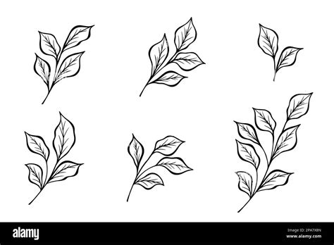 Black Silhouette Set Of Hand Drawn Tree Branches With Leaves Botanical
