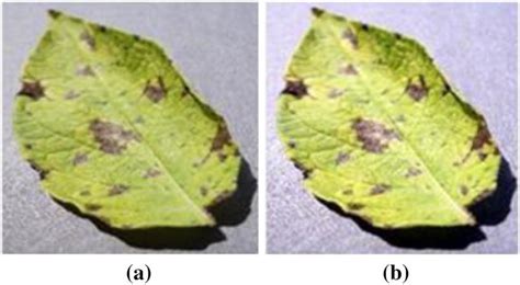 A Input Leaf Image B Pre Processed Image Download Scientific Diagram