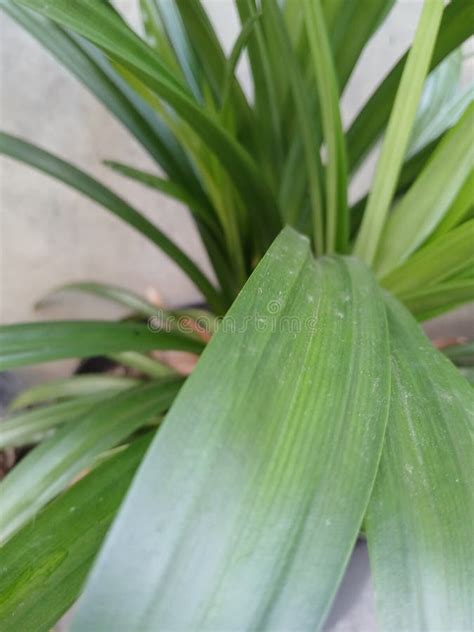 Las Hojas De Pandan Se Usan Generalmente Para Mezclar Platos Para