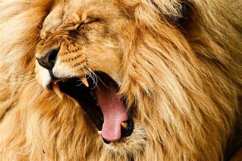 A Brief History Of Lion Taming