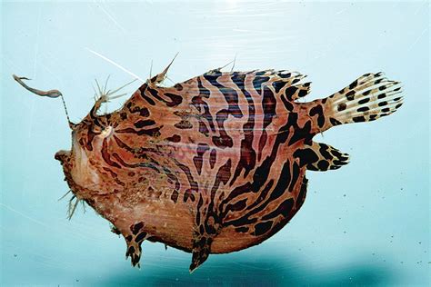 How Do Fish Have Sex And Reproduce Sport Fishing Mag