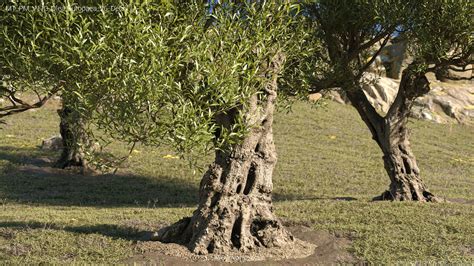 V113oleaeuropaea26 Maxtree