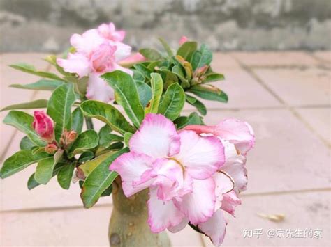 适合“懒养”的6种花，“多光照、多通风、少浇水”，才长得旺 知乎