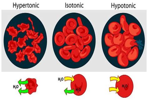 Difference Between Tonicity And Osmolarity