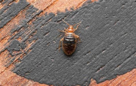 Kousnutí Od štěnice Jak Ho Poznat Je Nebezpečné A Jak Vypadá štěnice Hubex Deratizace