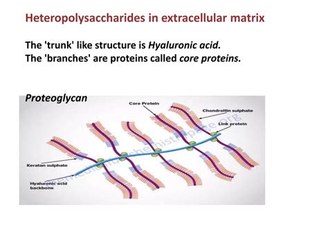 Heteropolysaccharide Pptx