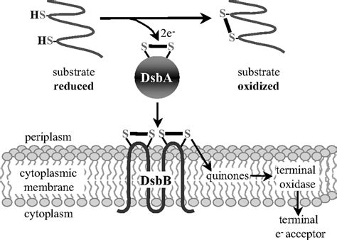 Disulfide Bond