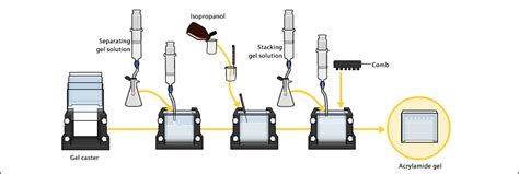Polyacrylamide Gel Electrophoresis Page