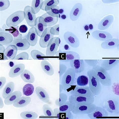 Photomicrograph Of Granulocytes From The Lizard Mabuya Nigropunctata
