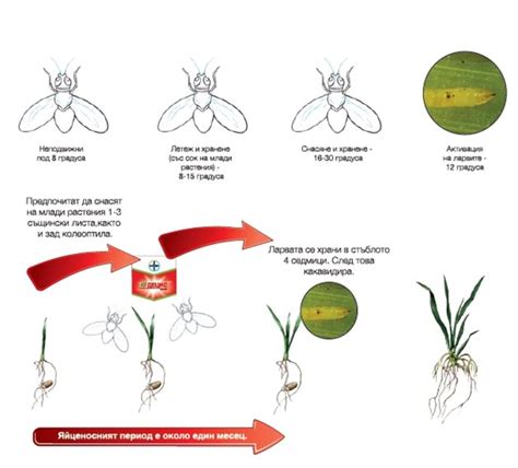 Как да постигнем максимални резултати при отглеждането на пшеница Български Фермер